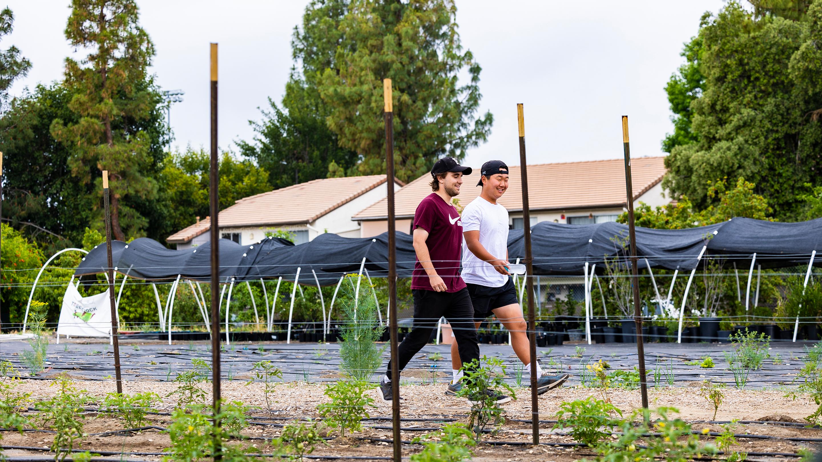 SURF Plot rental information